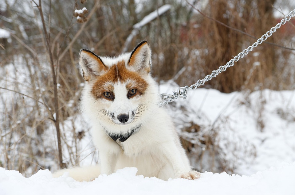 Raposa Animal Neve - Foto gratuita no Pixabay - Pixabay