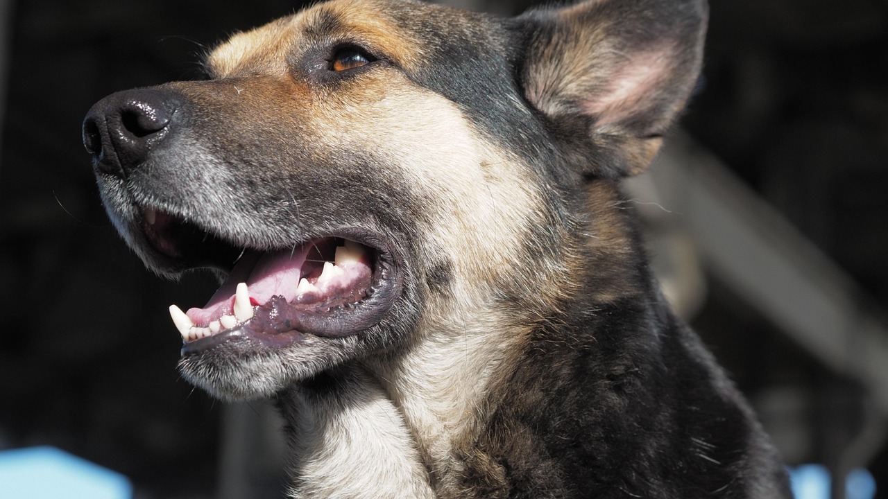 Berger Chien Animaux - Photo gratuite sur Pixabay - Pixabay