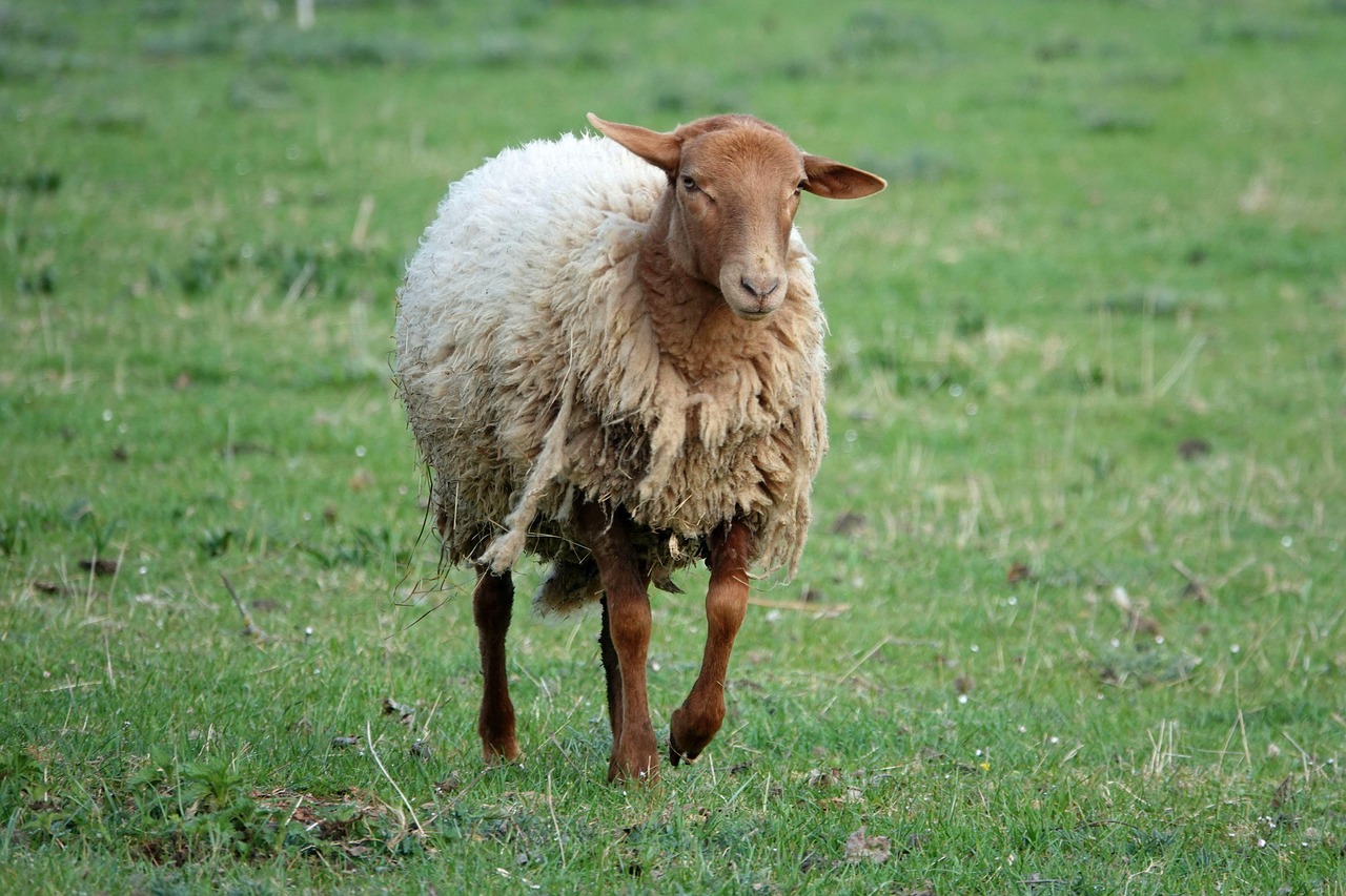 Sheep Animal Pasture - Free photo on Pixabay