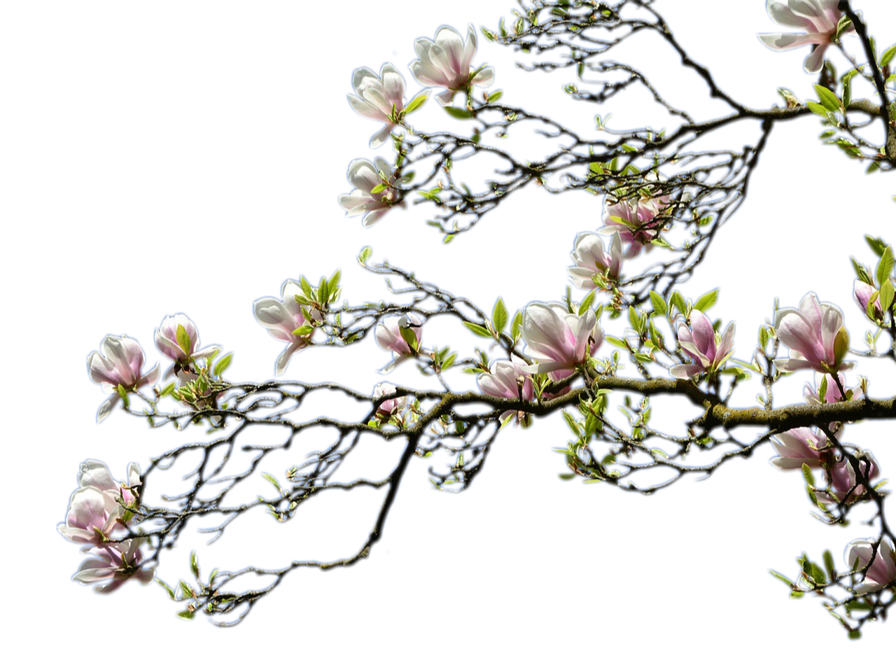 Magnolia Tree Branch Cutting Branches For The Vase