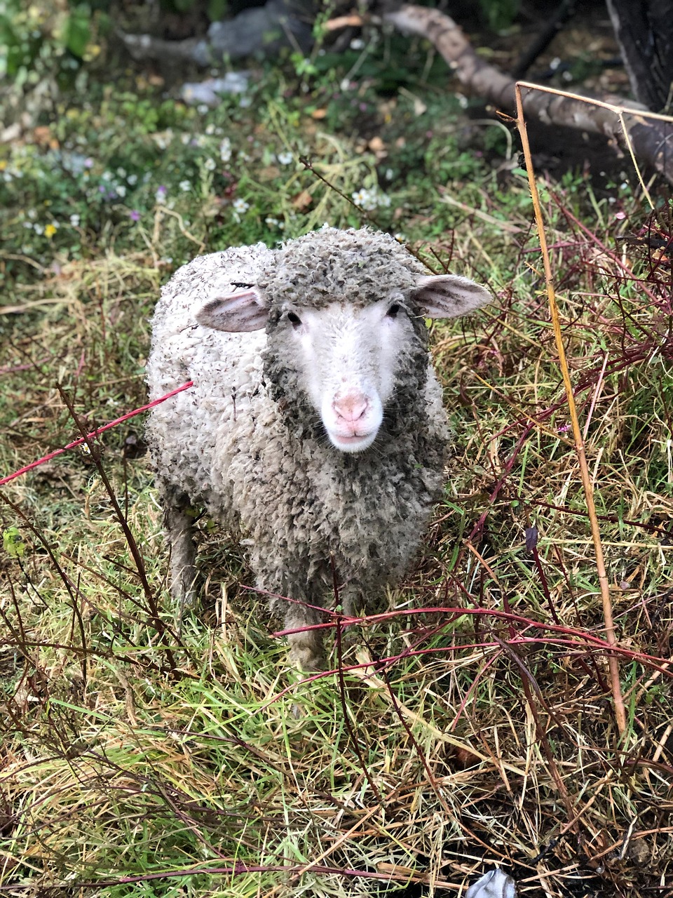 Animal Mouton Viande De - Photo gratuite sur Pixabay - Pixabay