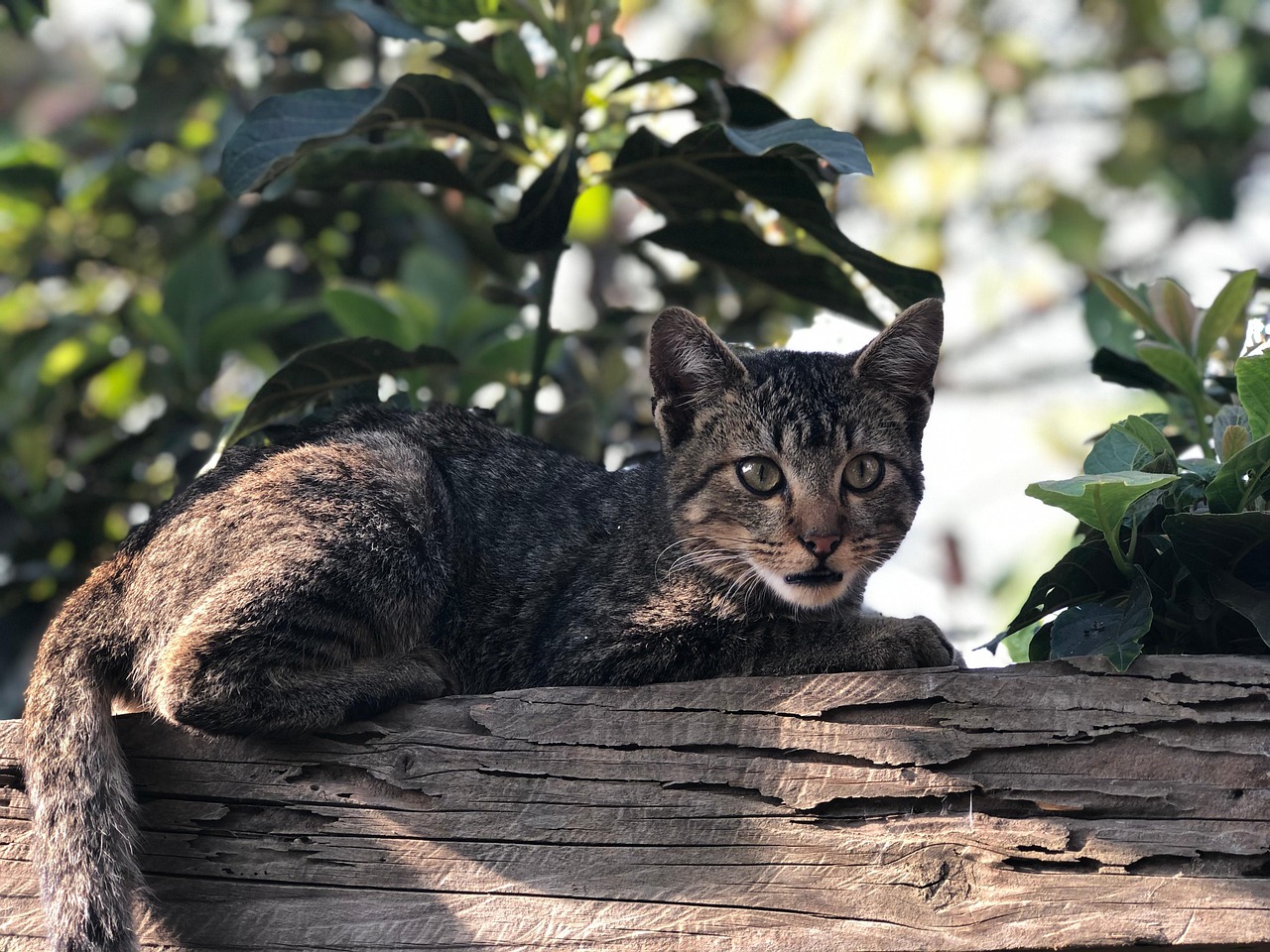 Animal Gato Felino - Foto gratis en Pixabay - Pixabay