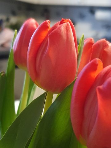 1+ Free Tulpis & Flowers Images - Pixabay