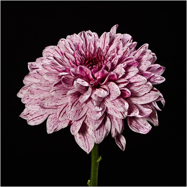 Dahlia Bunga Tanaman - Foto gratis di Pixabay - Pixabay