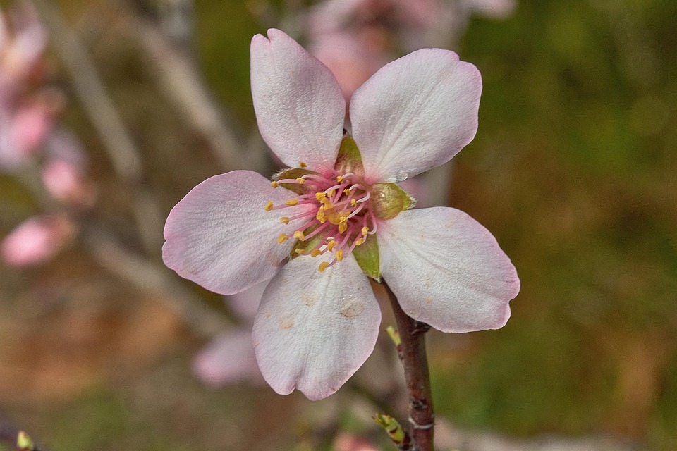 Pohon Almond Bunga Cabang - Foto gratis di Pixabay - Pixabay