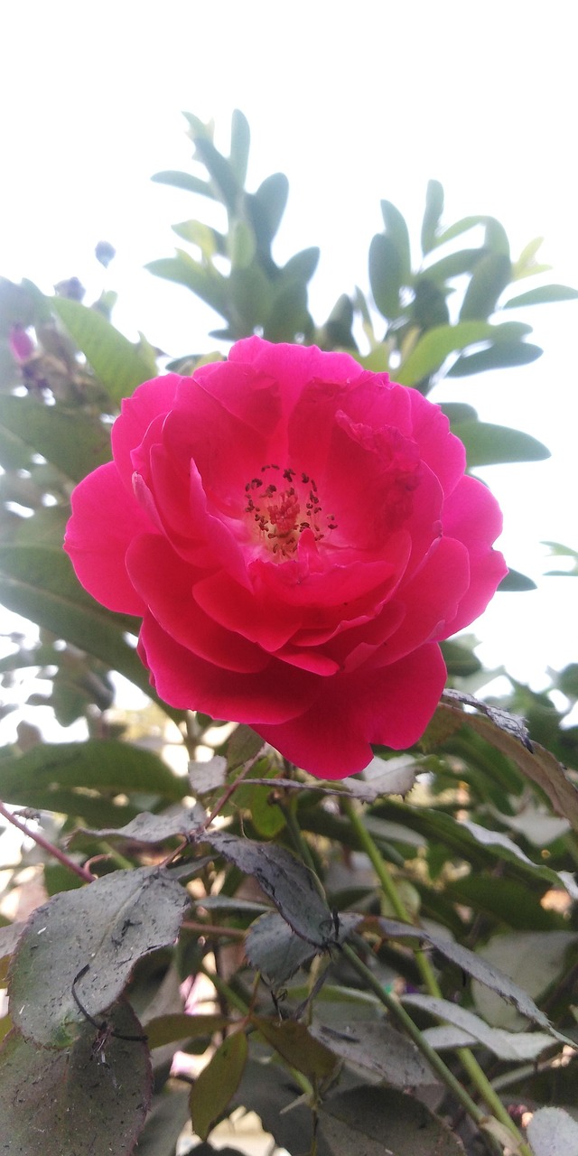 Rose Hd Image High Quality - Free photo on Pixabay - Pixabay