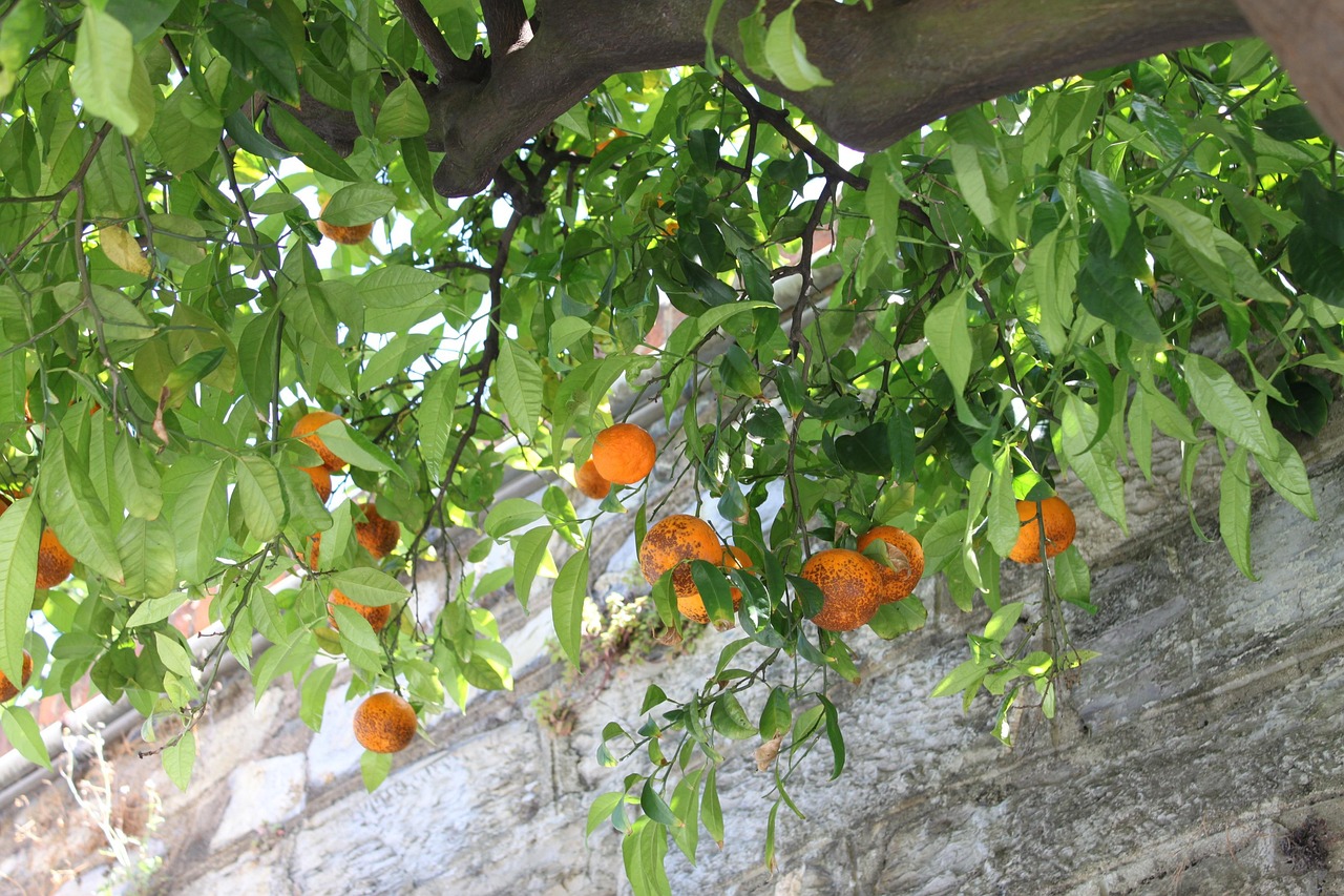 Oranges Italy Garden - Free photo on Pixabay - Pixabay