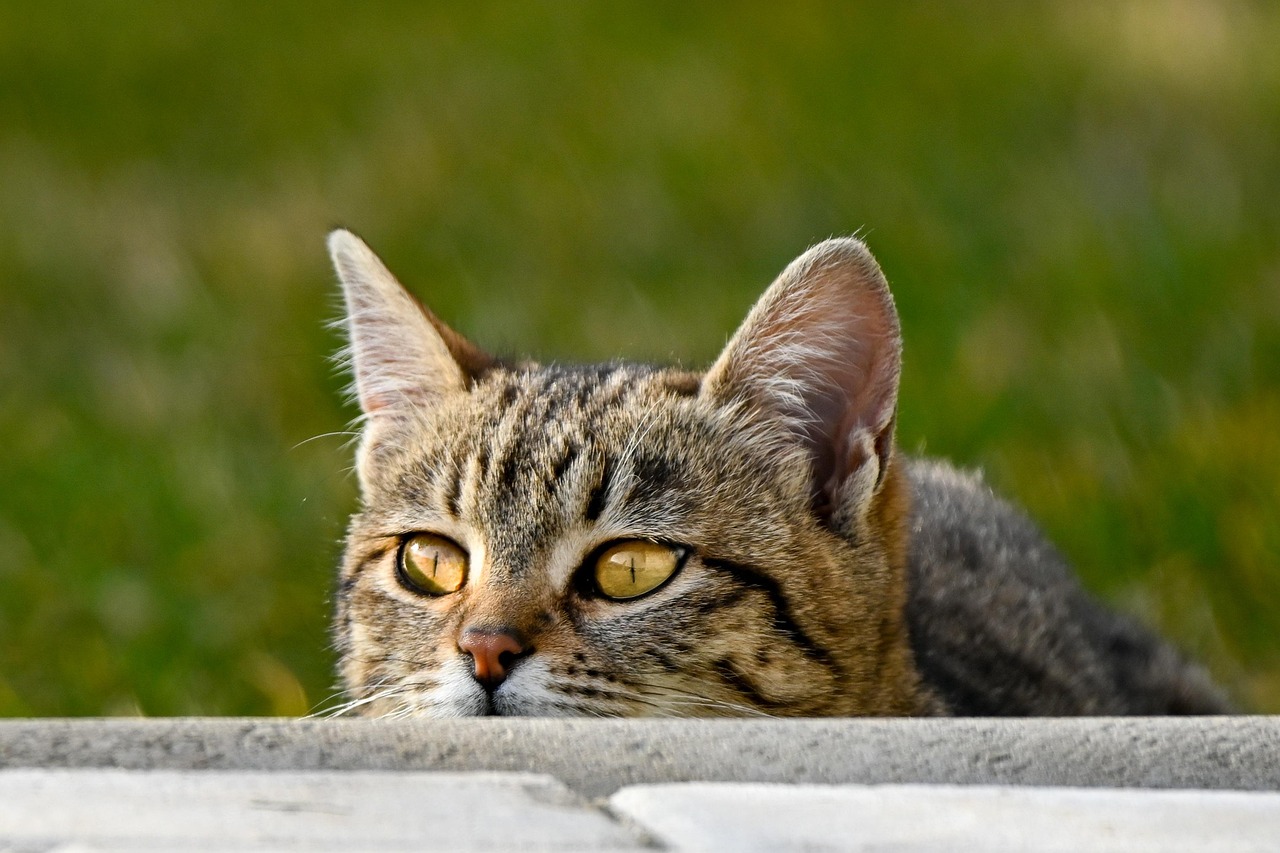 Cat Chaton Tigré - Photo gratuite sur Pixabay - Pixabay
