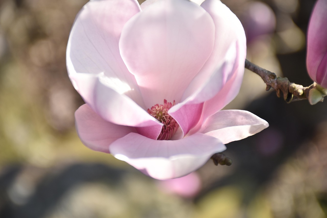 Wallpaper Southern Magnolia Flower