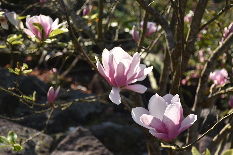 Southern Magnolia Loblolly - Free photo on Pixabay