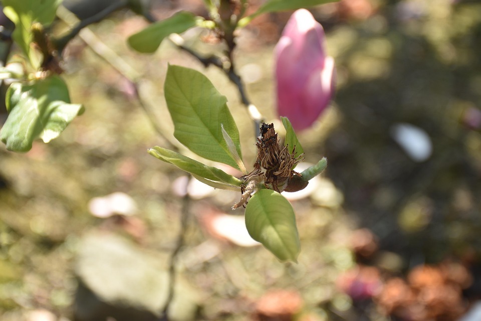 Southern Magnolia Leaves Branch - Free photo on Pixabay - Pixabay