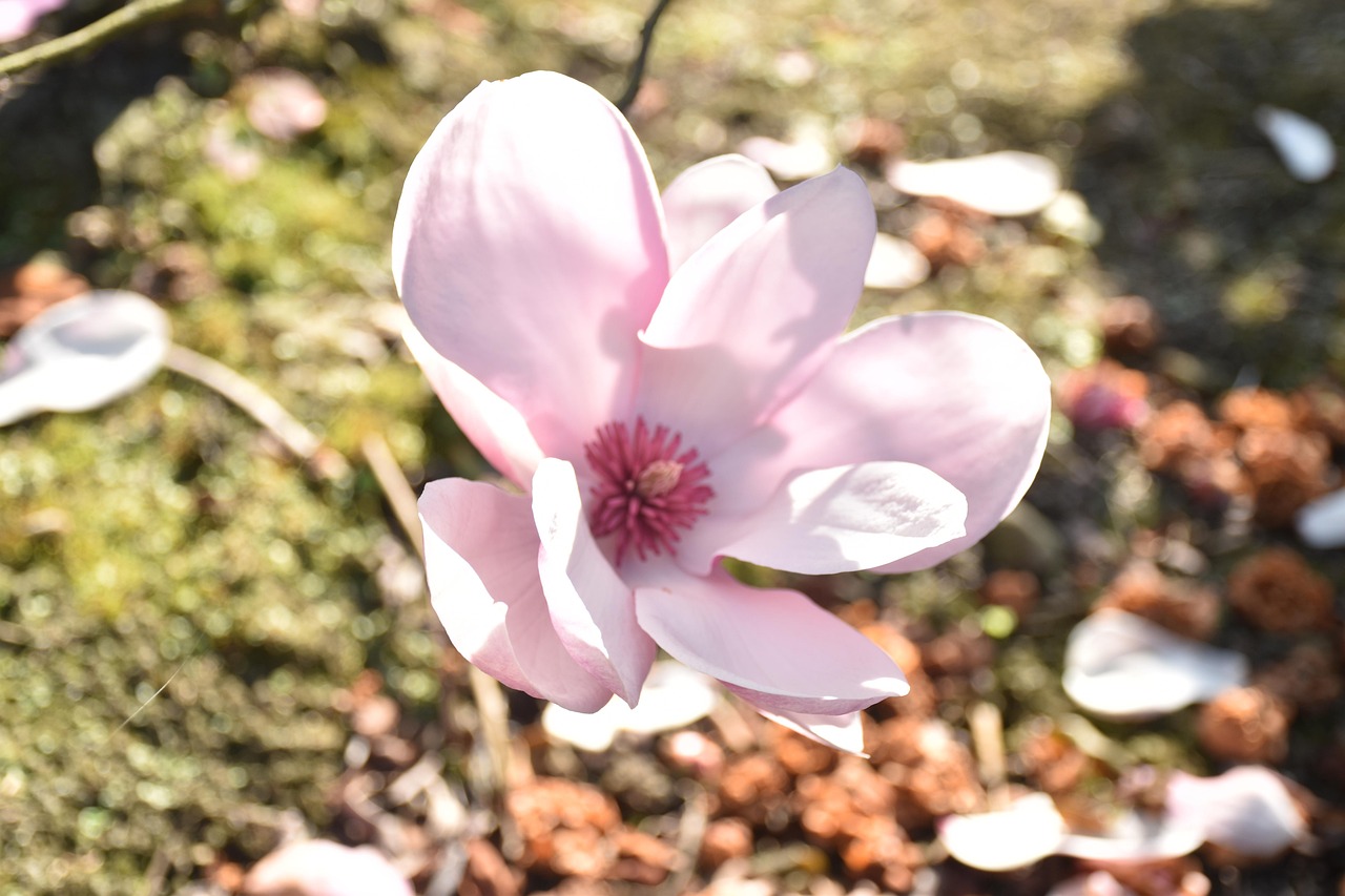 Södra Magnolia Loblolly - Gratis foto på Pixabay
