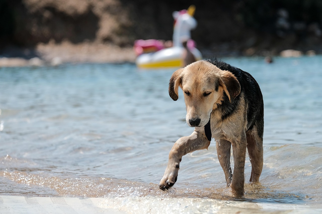 Cachorro Praia Bicho De Estimação - Foto gratuita no Pixabay - Pixabay