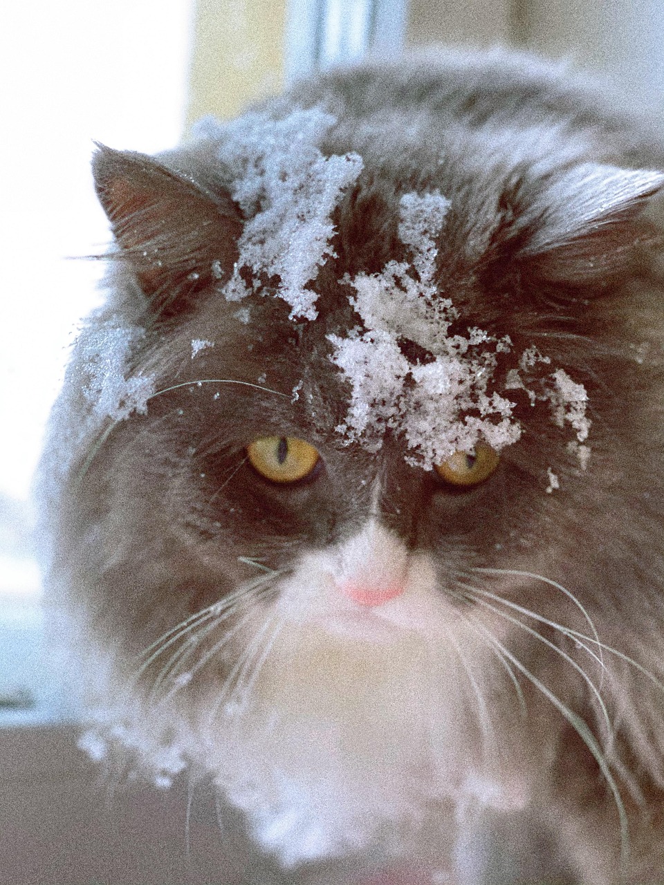 Siberian Cat In The Snow Breed - Free photo on Pixabay - Pixabay