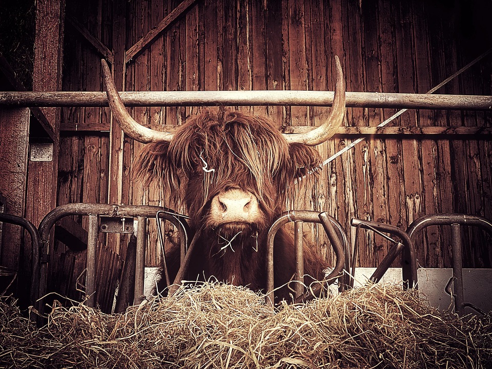 Highland Cow Animal Barn - Free photo on Pixabay - Pixabay