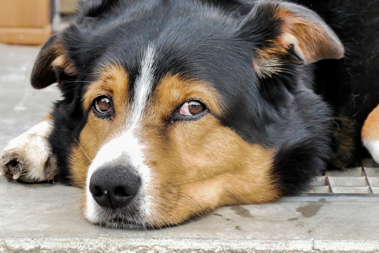 Dog Pet Resting Lying - Free photo on Pixabay