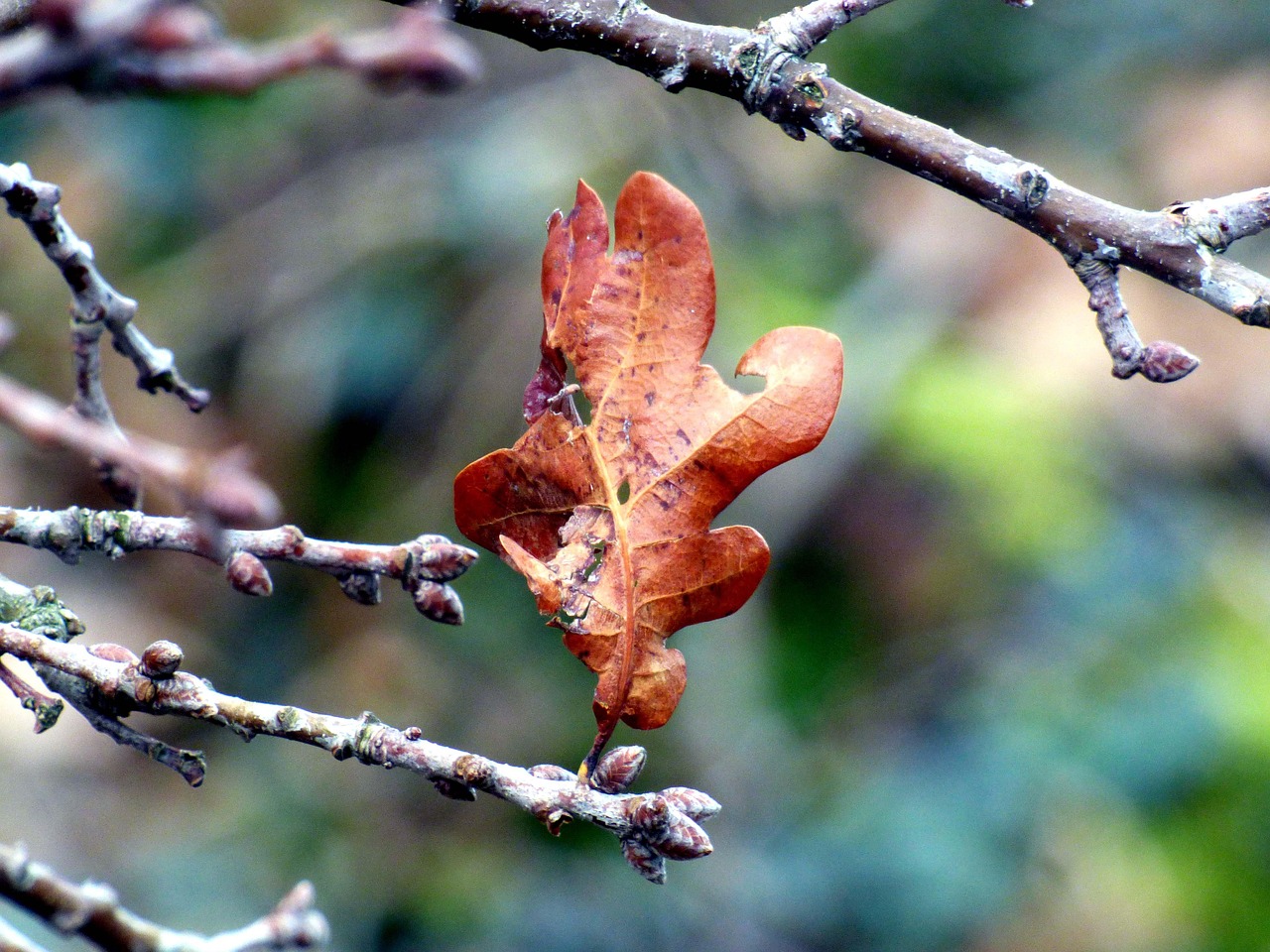200,000+ Free Withered Tree & Withered Images - Pixabay
