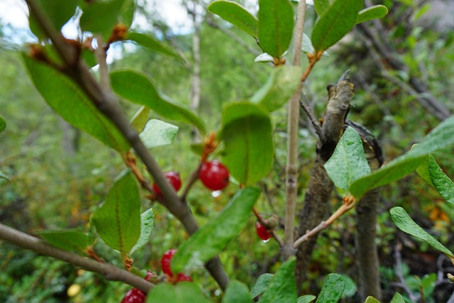 Berries Nature Ripe - Free photo on Pixabay - Pixabay