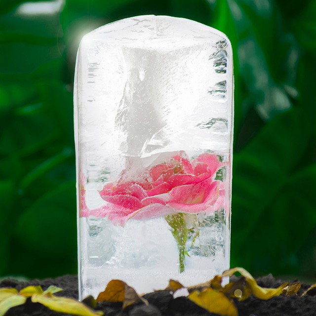 Flower Ice Frozen - Free photo on Pixabay - Pixabay