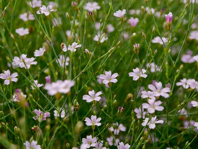 Flores Plantas Prado - Foto gratuita no Pixabay - Pixabay