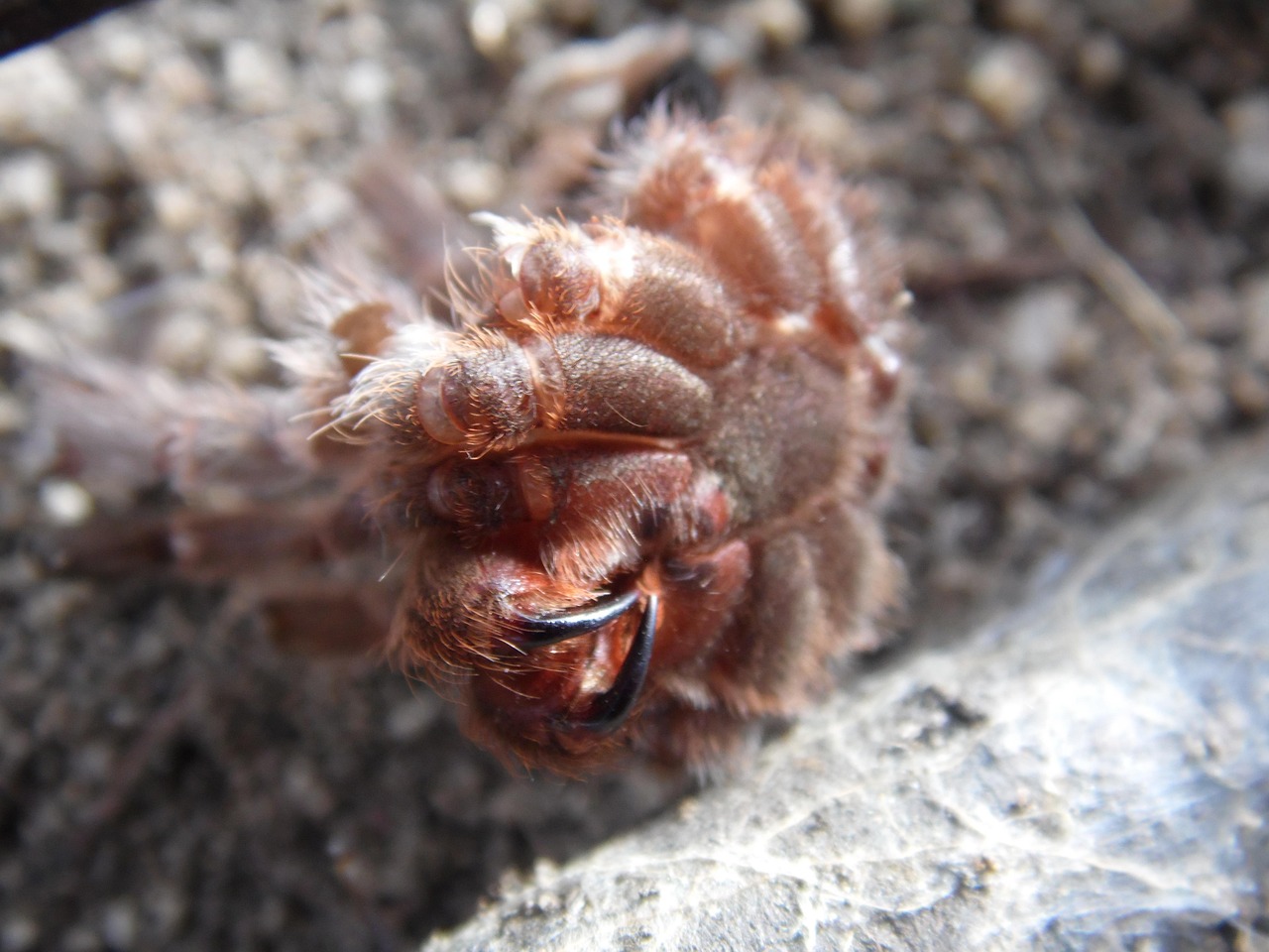 Tarantula Vampire Spider Serangga - Foto gratis di Pixabay - Pixabay