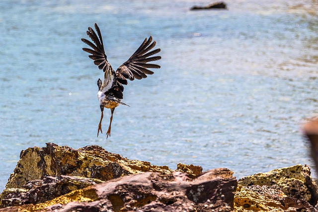 Bird Flying Cliff - Free photo on Pixabay - Pixabay