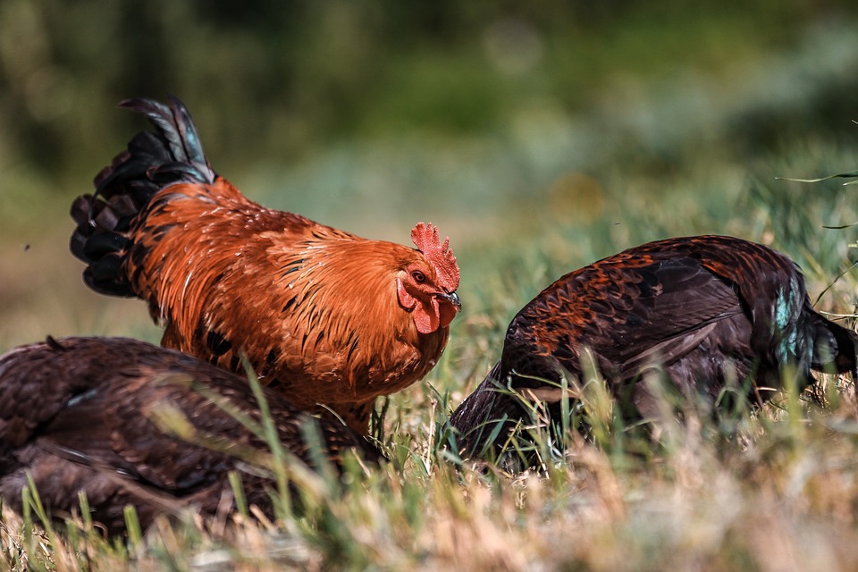 Pollos Gallina Gallo - Foto gratis en Pixabay - Pixabay