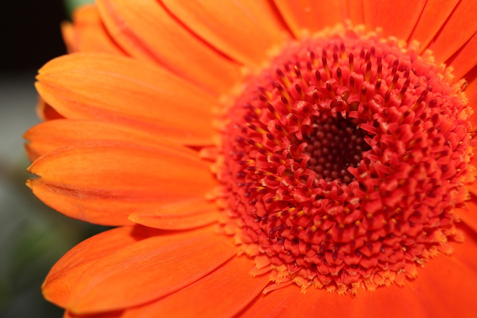 Gerbera Flor Planta Transvaal - Foto gratuita no Pixabay - Pixabay