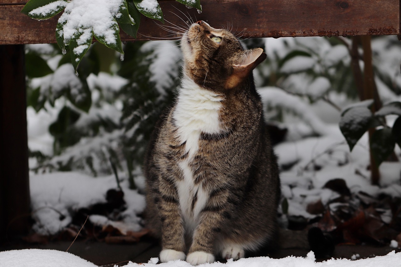 100+ Free Animals In Snow & Nature Images - Pixabay