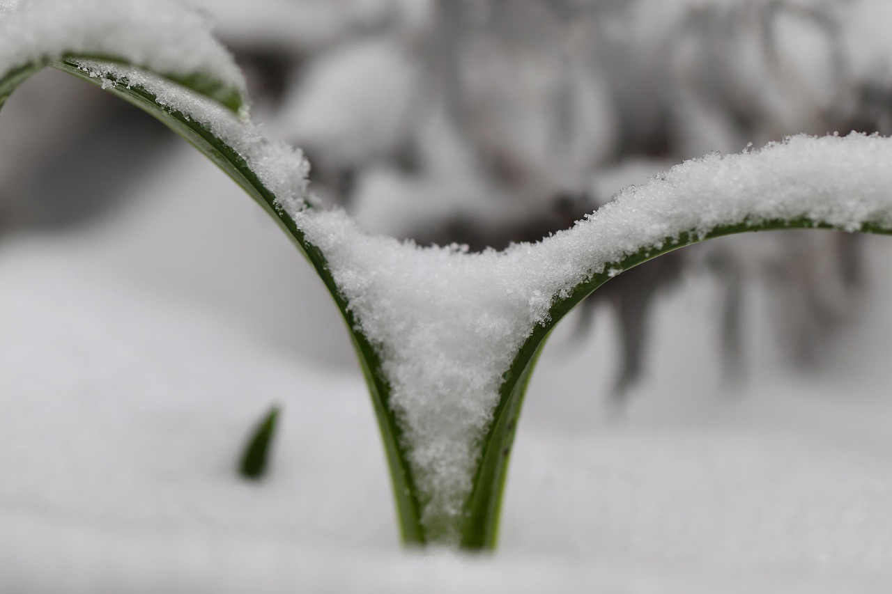 Snowdrop Snowy Frost - Free photo on Pixabay