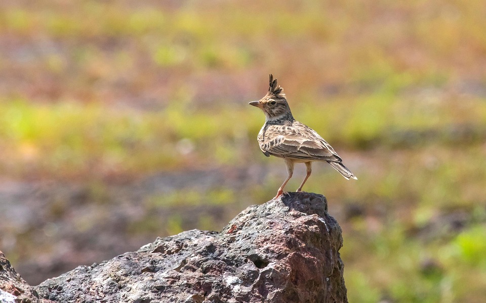 Lark Bird Rock - Free photo on Pixabay - Pixabay