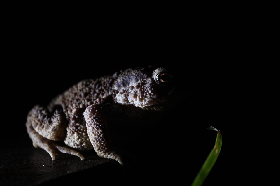 Frog Nature Toad - Free photo on Pixabay - Pixabay