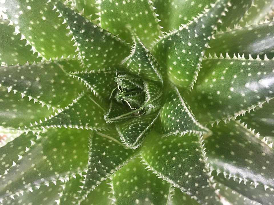 Cactus Juicy Green - Free photo on Pixabay
