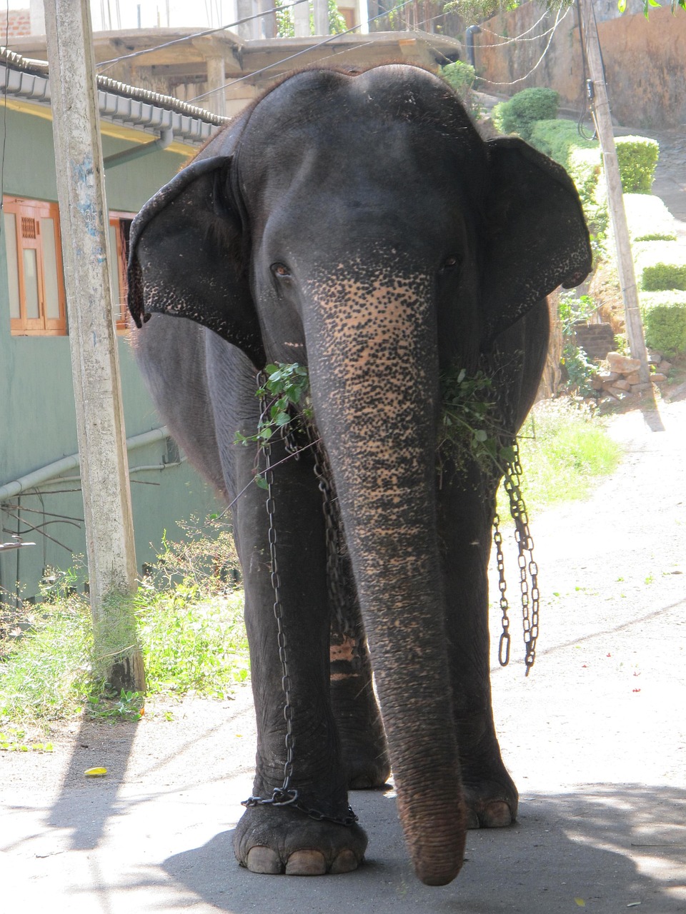 Elephant Animal Mammal - Free photo on Pixabay - Pixabay