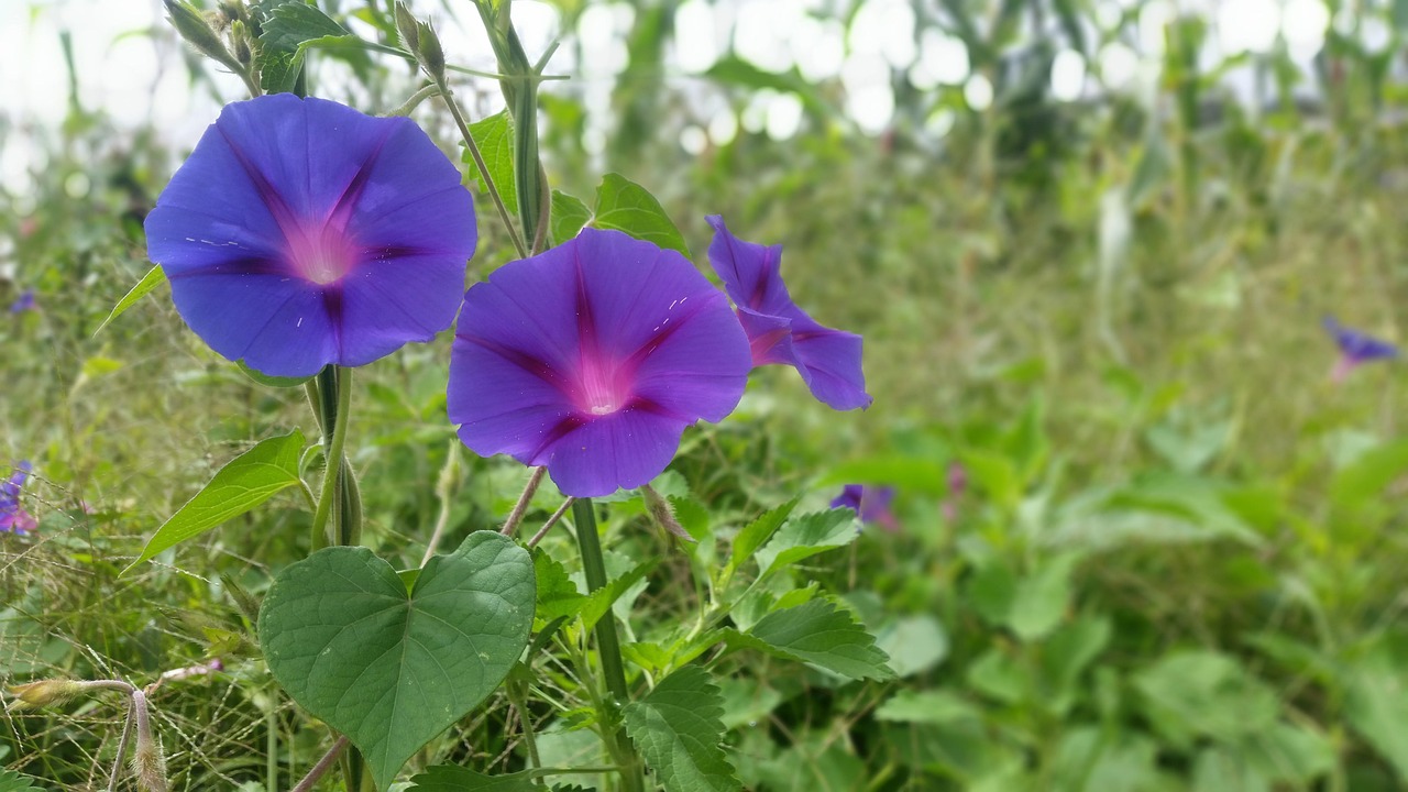 Flores Natural Equador - Foto gratuita no Pixabay - Pixabay