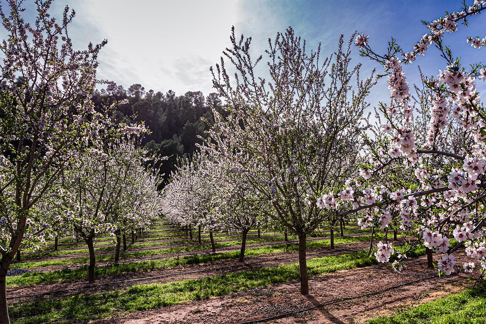 Fruit Trees Orchard Rural - Free photo on Pixabay