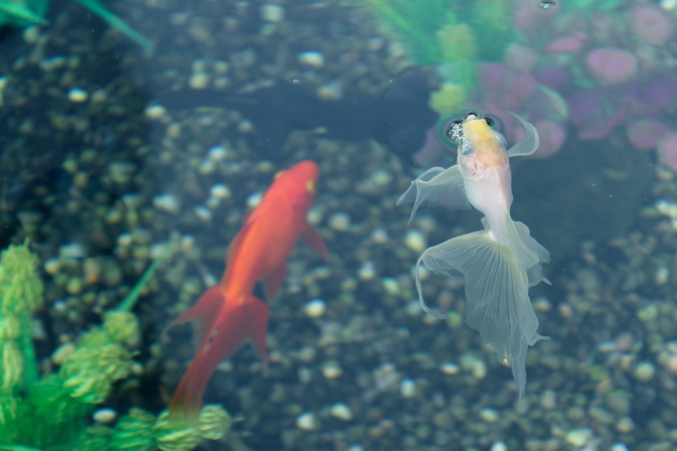 Fish Ocean Water - Free photo on Pixabay - Pixabay
