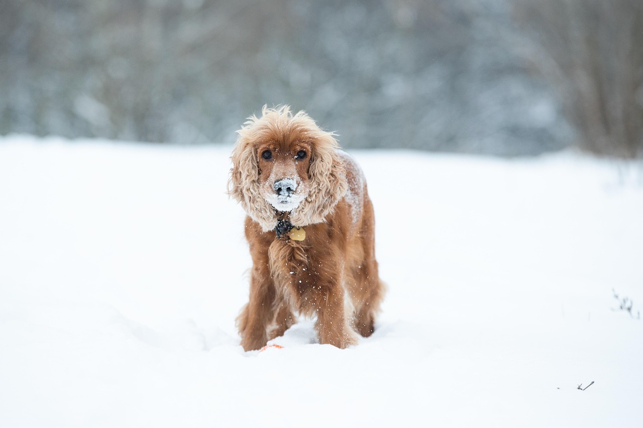 Perros Cachorros Nieve Imágenes De Neve De Cachorro Poodle Libres De