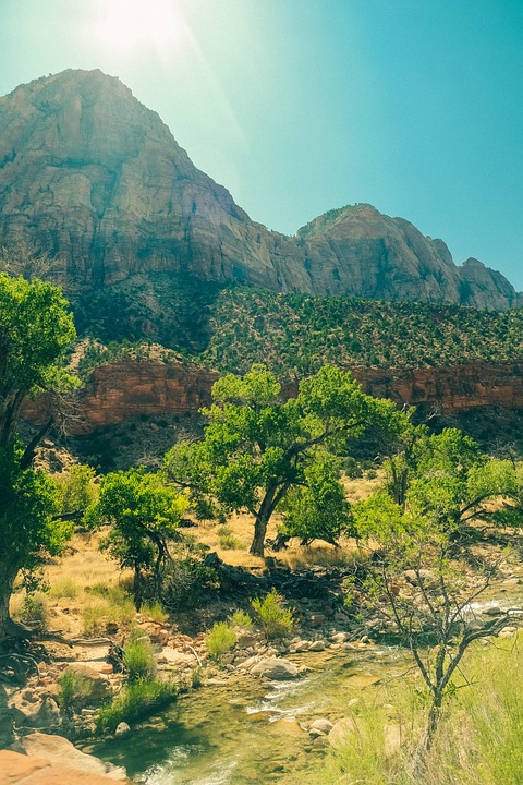 Zion National Park Plants Mountain - Free photo on Pixabay - Pixabay