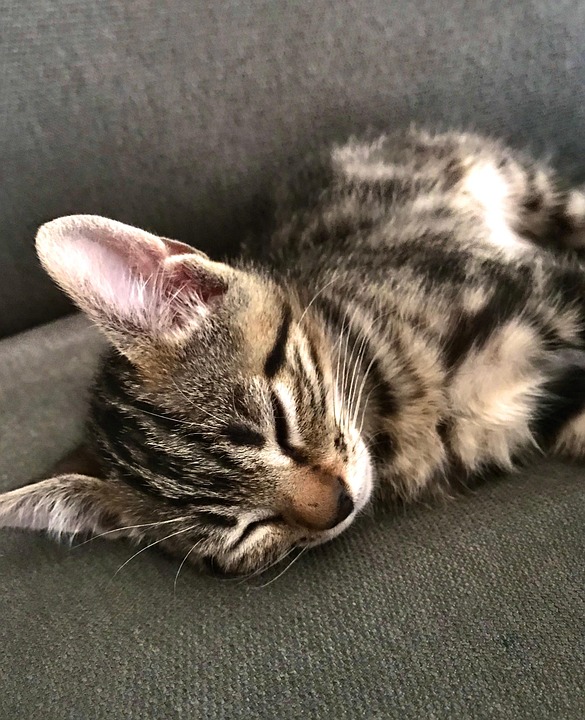 Kitty Kucing Imut - Foto gratis di Pixabay - Pixabay