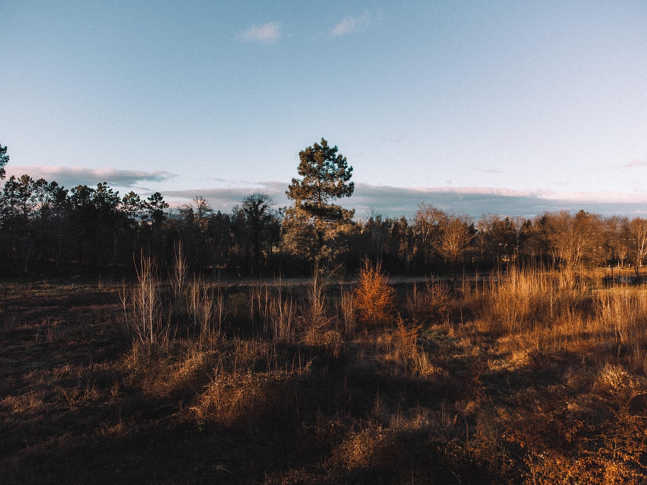 Árboles Bosque La Carretera - Foto gratis en Pixabay - Pixabay
