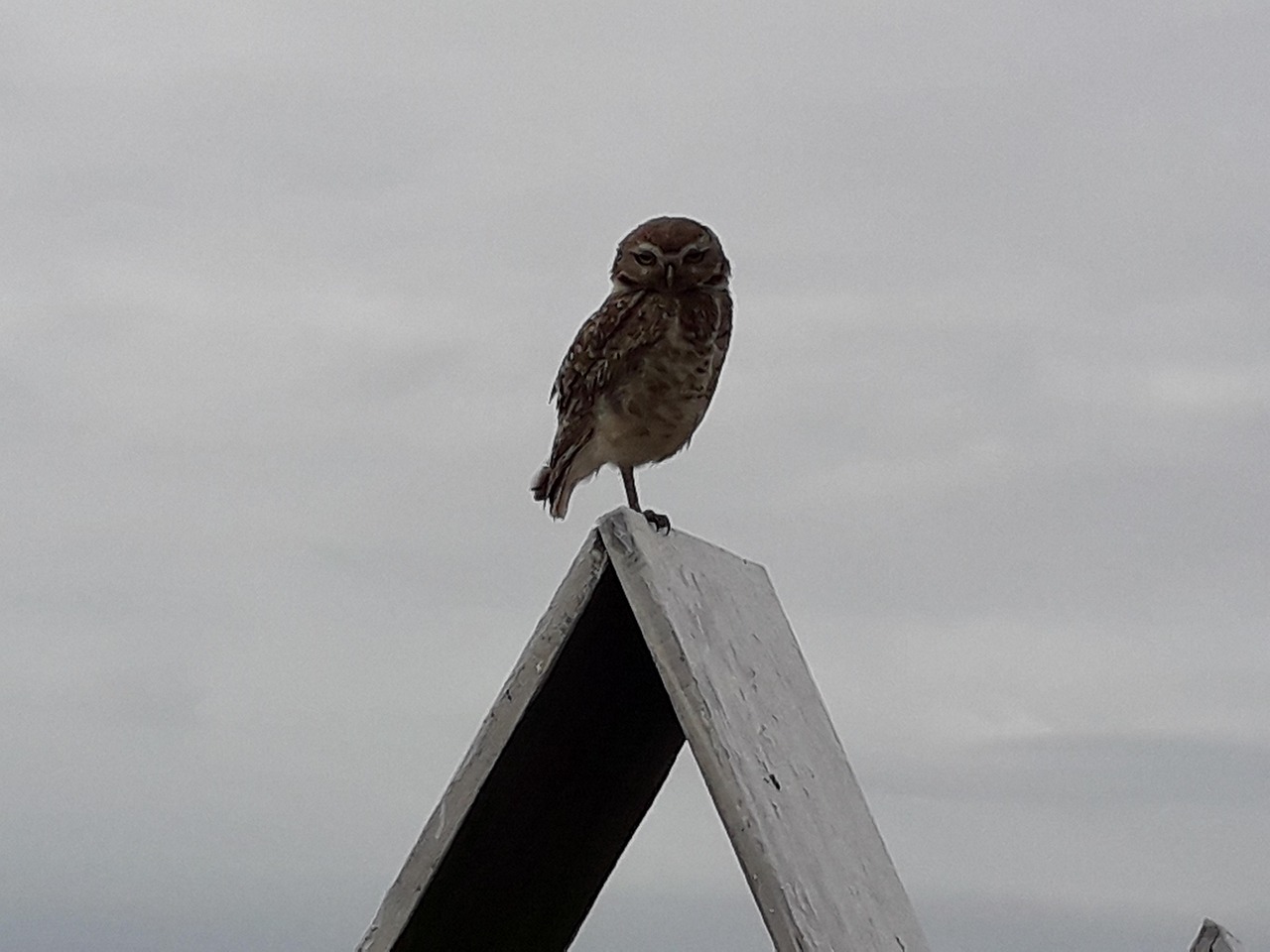 Owl Bird - Free photo on Pixabay - Pixabay