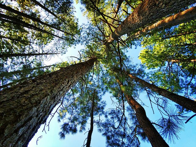 400+ Free Tall Trees & Tall Images