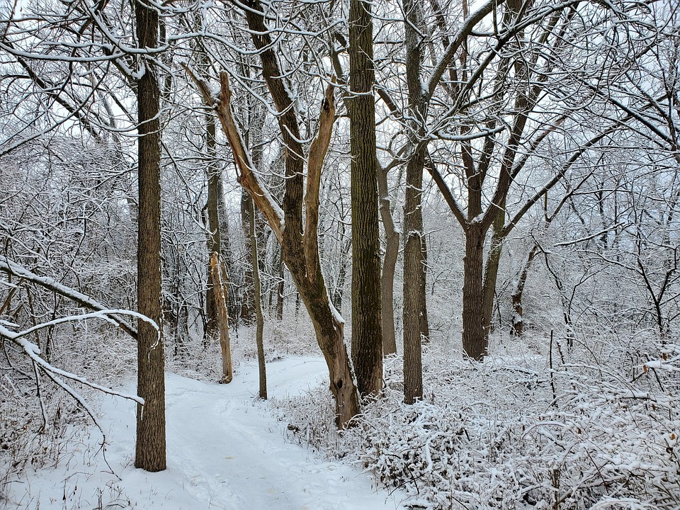 Winter Wald Bäume - Kostenloses Foto auf Pixabay - Pixabay
