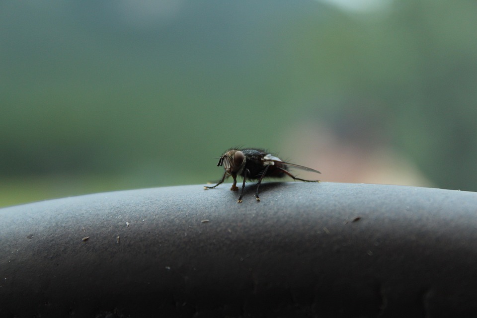 Photo Macro Mouche - Photo gratuite sur Pixabay - Pixabay