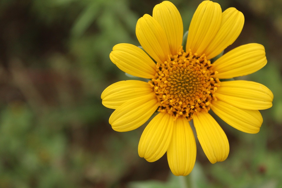 Flower Yellow Sunflower - Free photo on Pixabay - Pixabay