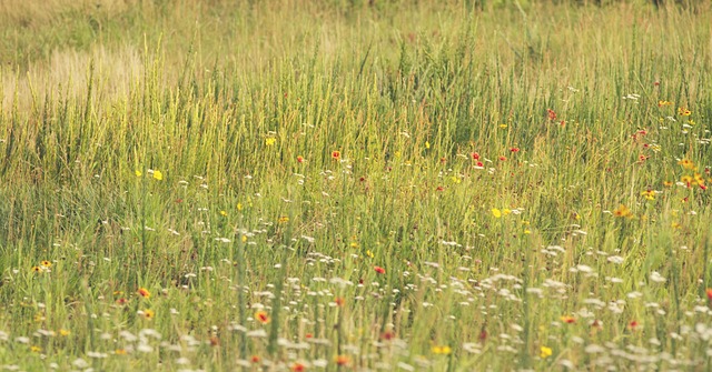 Wildflowers Field Flowers - Free photo on Pixabay