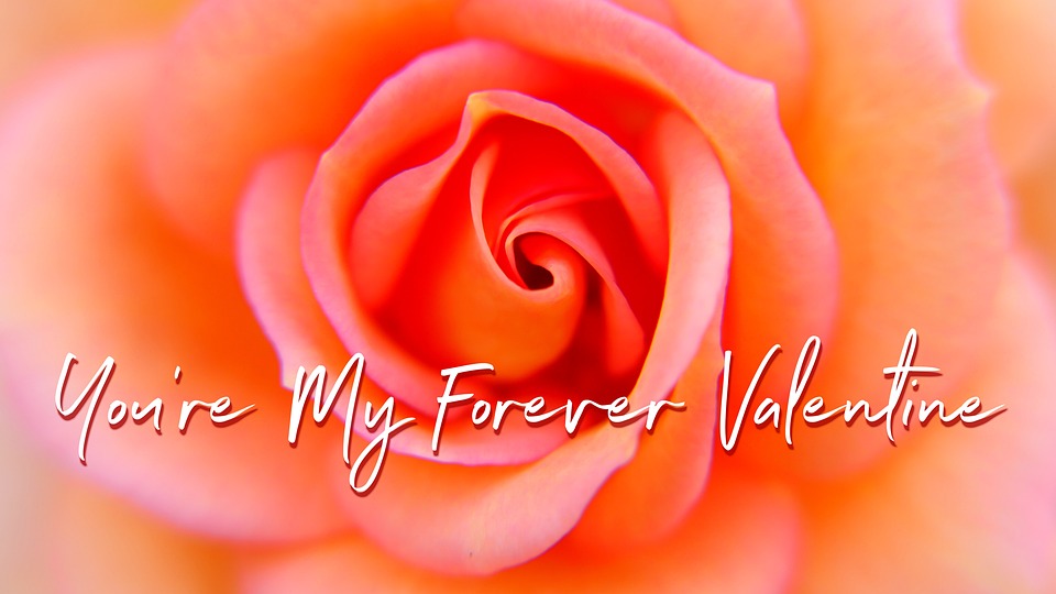 La Saint-Valentin Rose Amour - Photo gratuite sur Pixabay - Pixabay