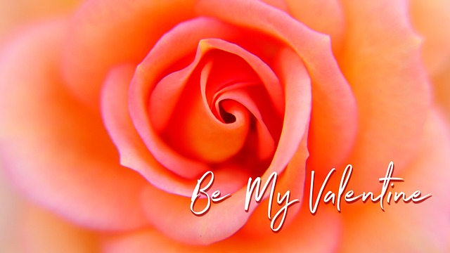 Valentines Day Rose Romance Free Photo On Pixabay Pixabay