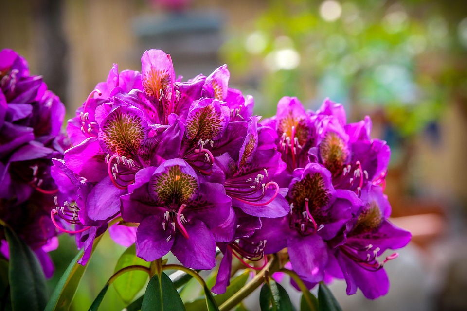Azalea Flowers Plant - Free photo on Pixabay